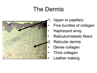 Basic pathologic skin reactions-Dr Kibbi.ppt