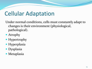 basic pathology.pdf