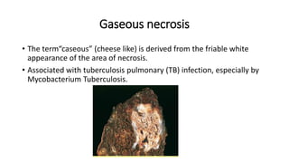 Basic Pathology II.pptx