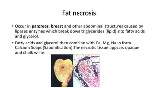 Basic Pathology II.pptx