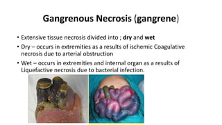 Basic Pathology II.pptx