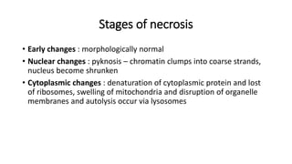 Basic Pathology II.pptx