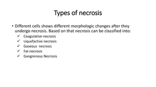 Basic Pathology II.pptx