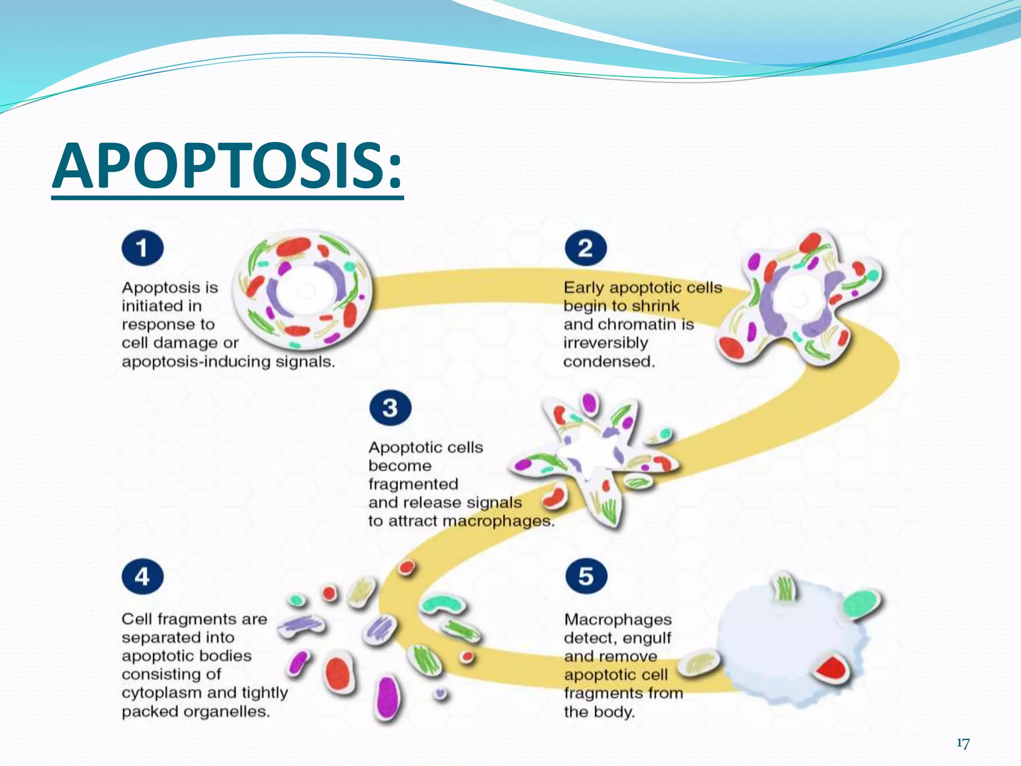Basic pathophysiology of_cancer_by_fahim | PPTX