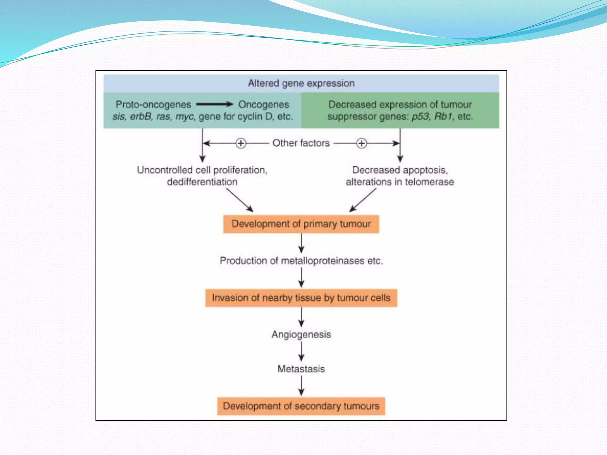 Basic pathophysiology of_cancer_by_fahim | PPTX