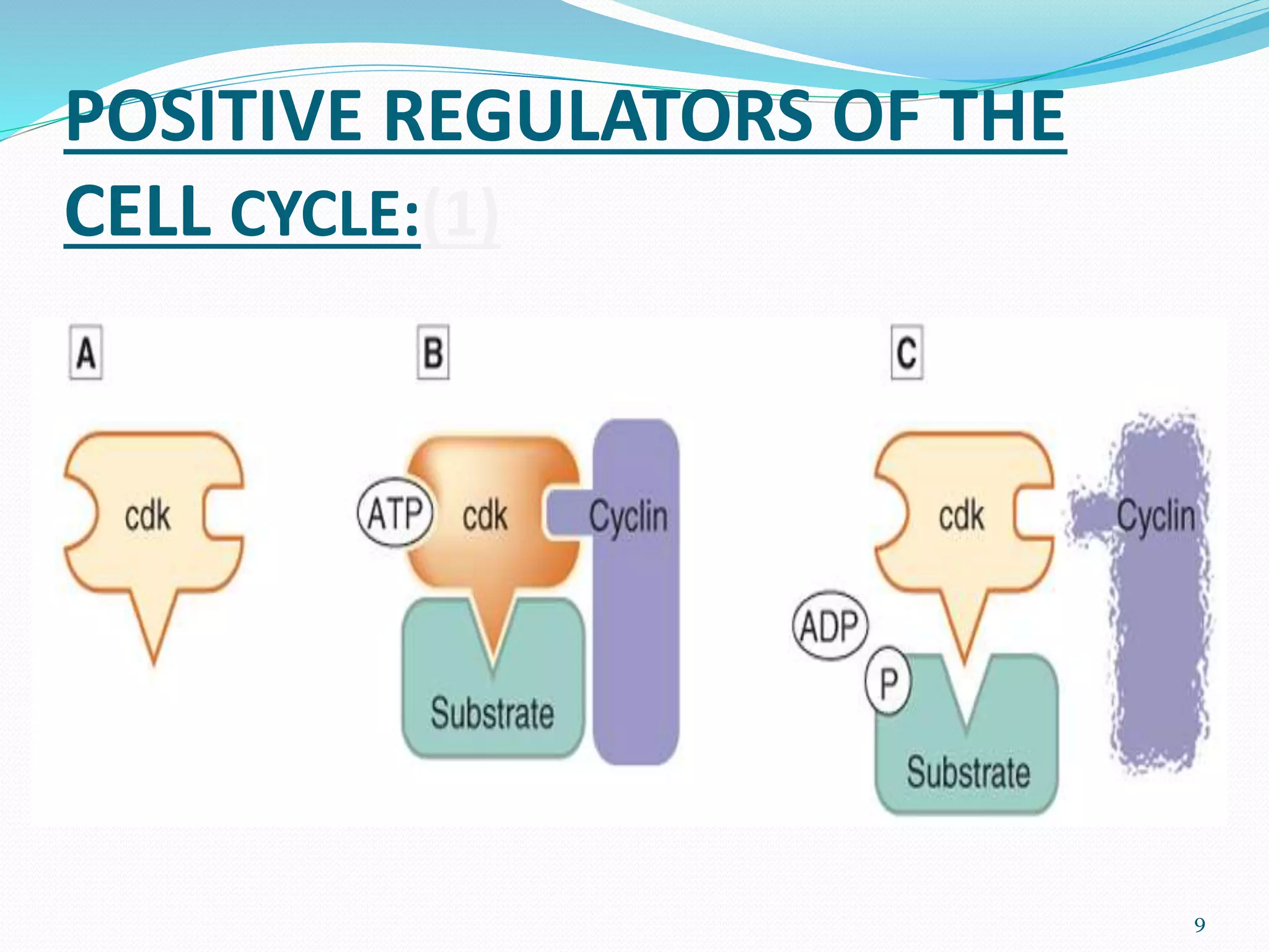 Basic pathophysiology of_cancer_by_fahim | PPTX