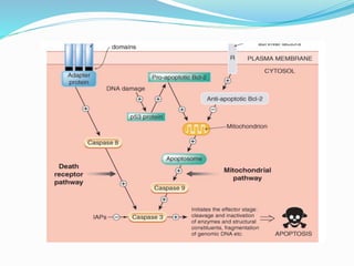 Basic pathophysiology of_cancer_by_fahim | PPTX