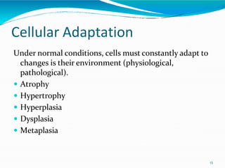 Basic pathophysiology.pptx