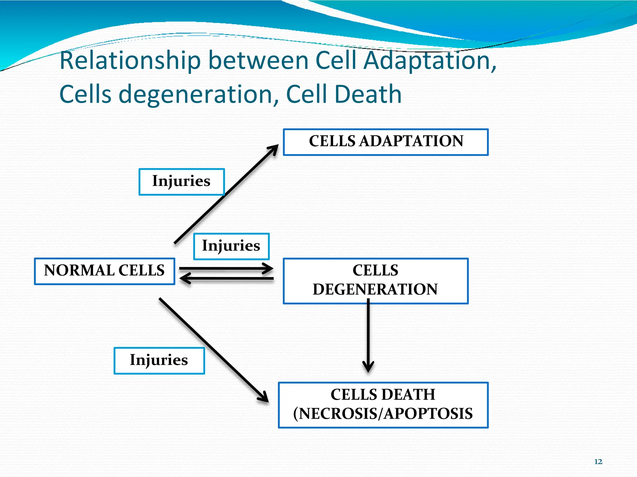 Basic pathophysiology.pptx
