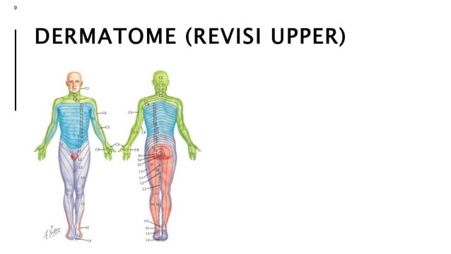 Basic Peripheral Nerve Examination.pptx