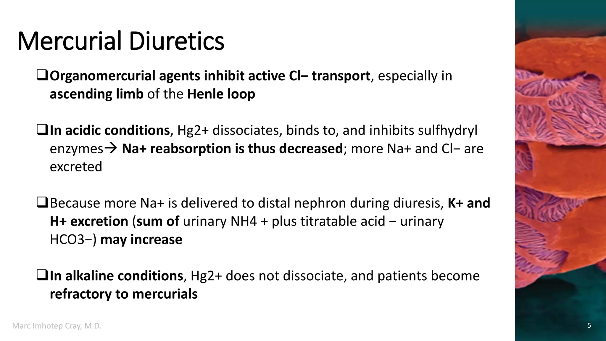 Basic Pharmacology of Diuretics | PDF