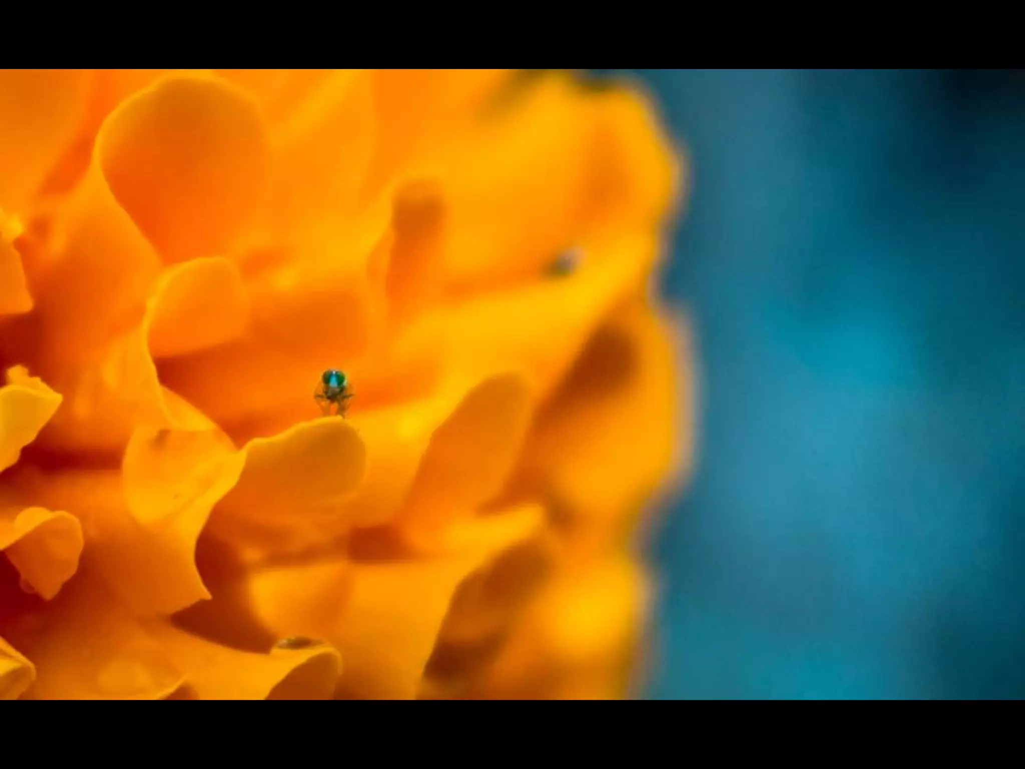 Basic Photography Workshop Presentation | PPTX