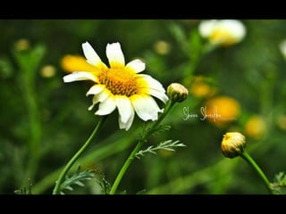 Basic Photography Workshop Presentation | PPTX