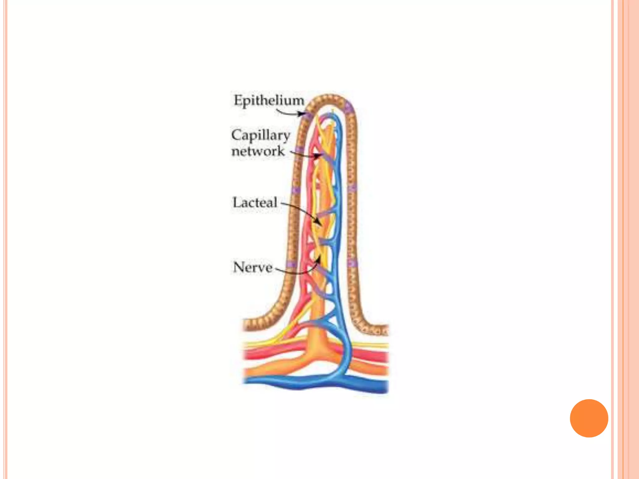 basic principle of absorption.pptx