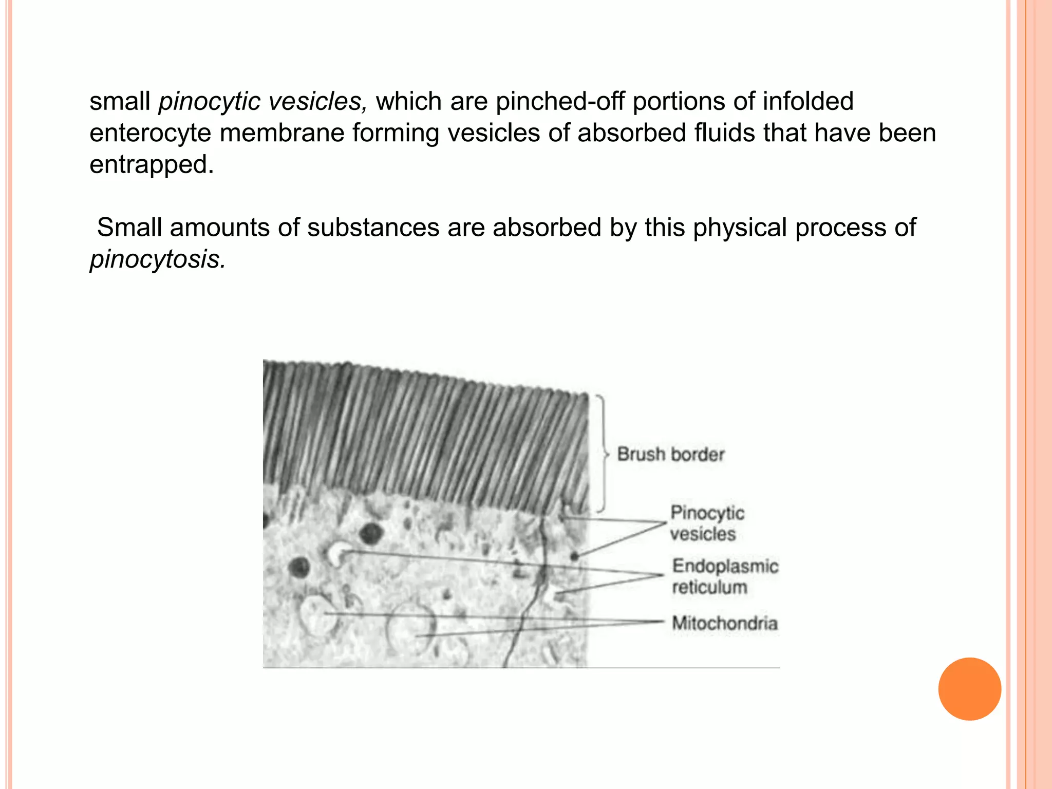 basic principle of absorption.pptx