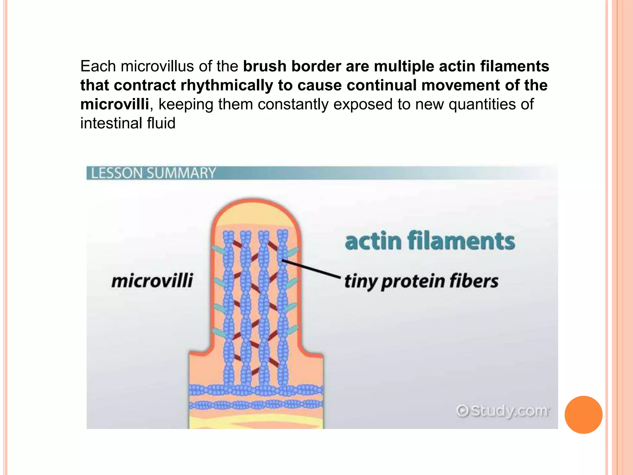 basic principle of absorption.pptx