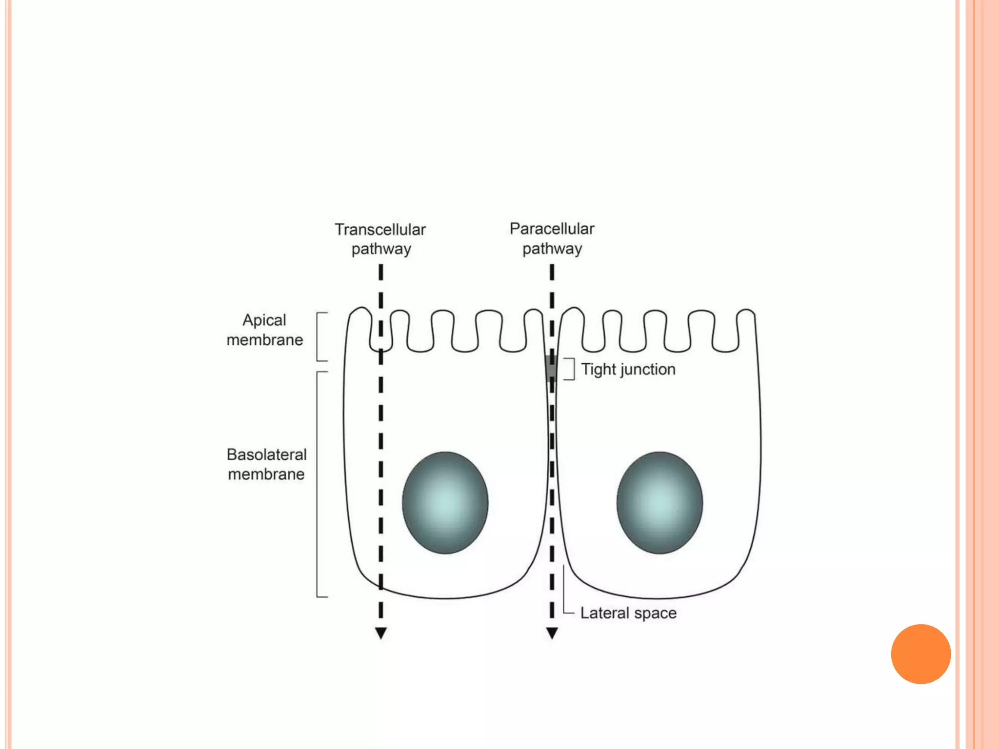 basic principle of absorption.pptx