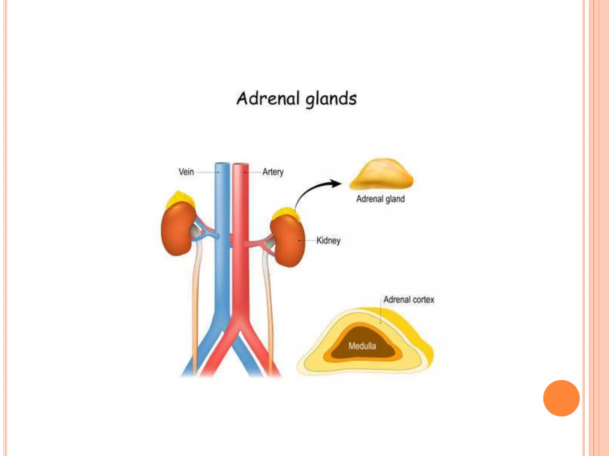 basic principle of absorption.pptx