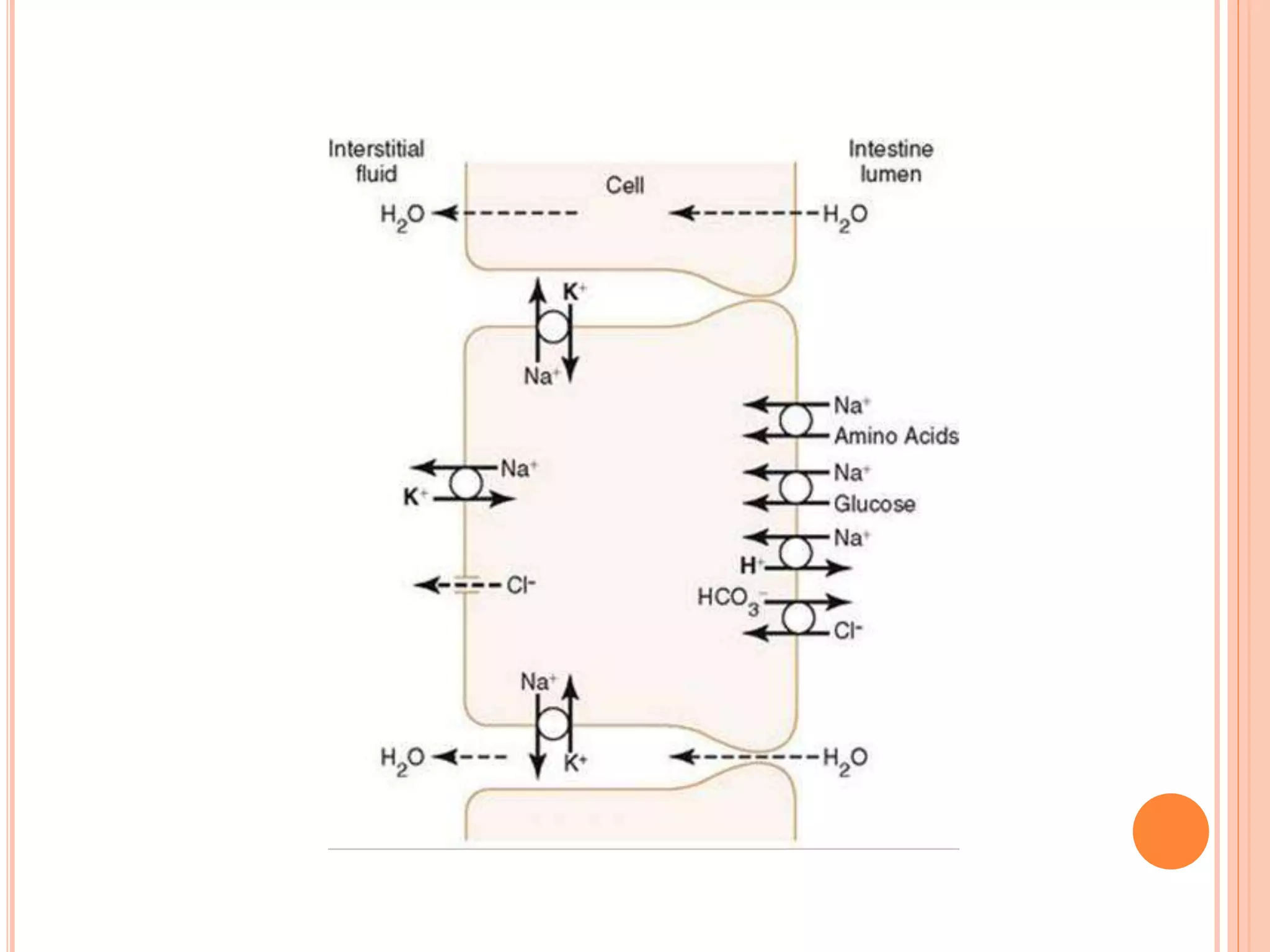 basic principle of absorption.pptx