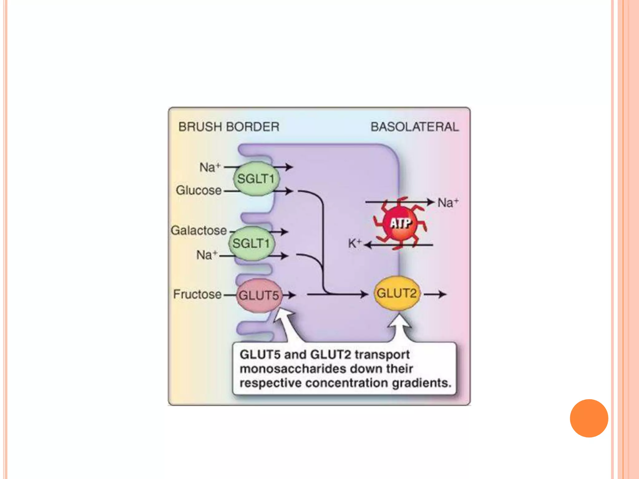 basic principle of absorption.pptx