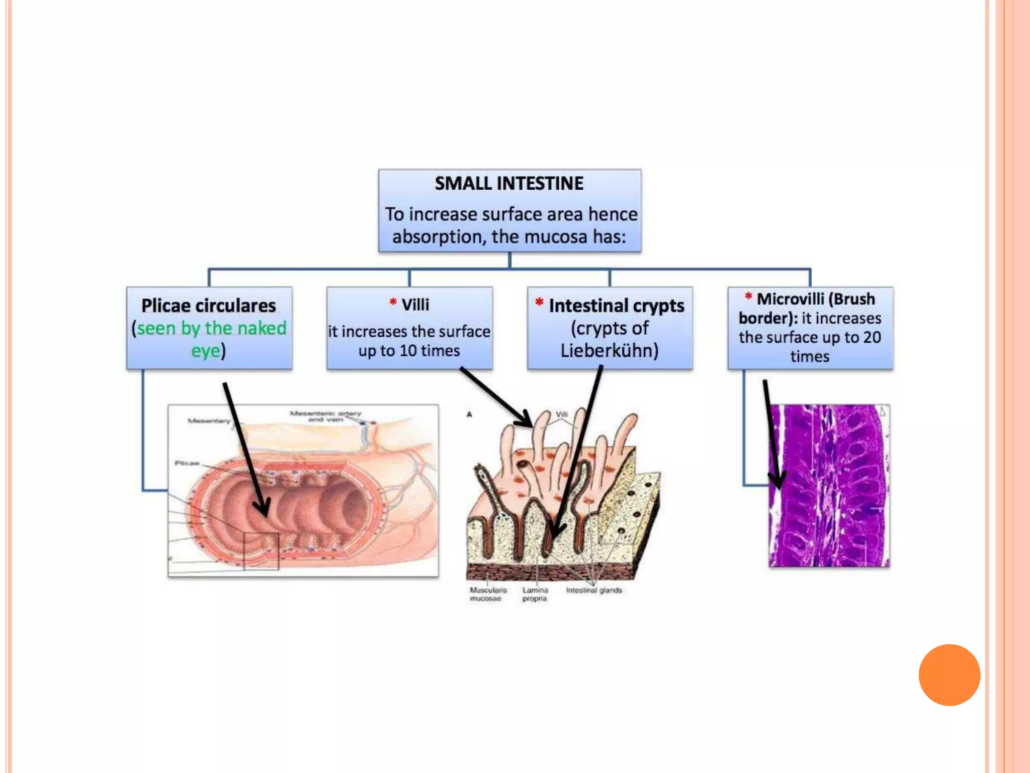 basic principle of absorption.pptx