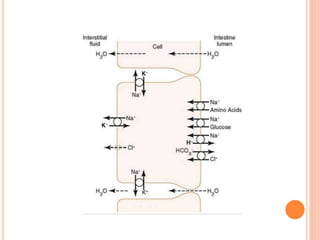 basic principle of absorption.pptx