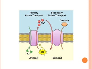 basic principle of absorption.pptx