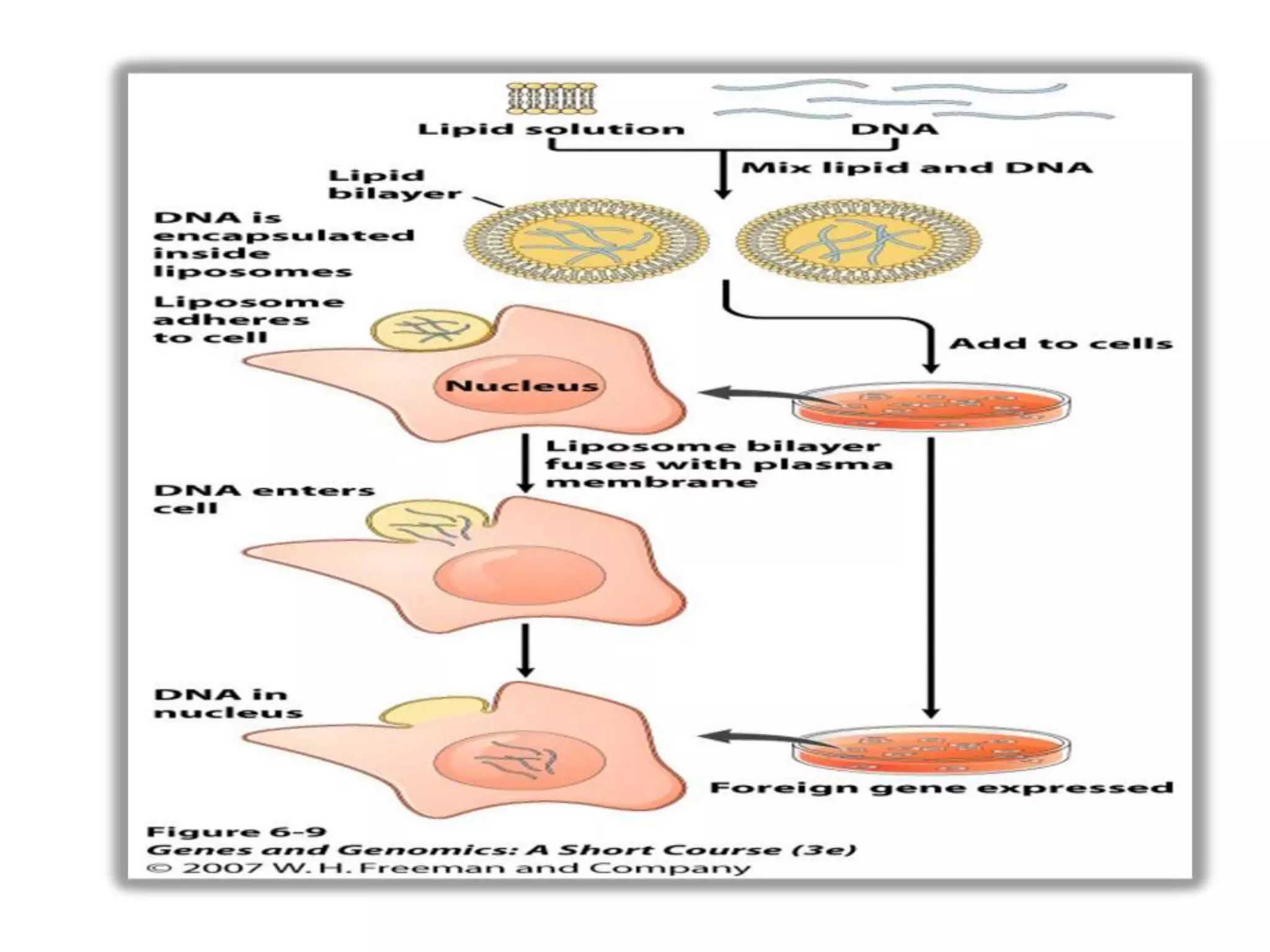 Basic principle of gene expression & methods of | PPTX
