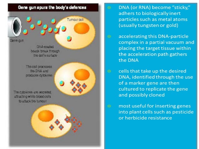 Basic principle of gene expression & methods of | PPT
