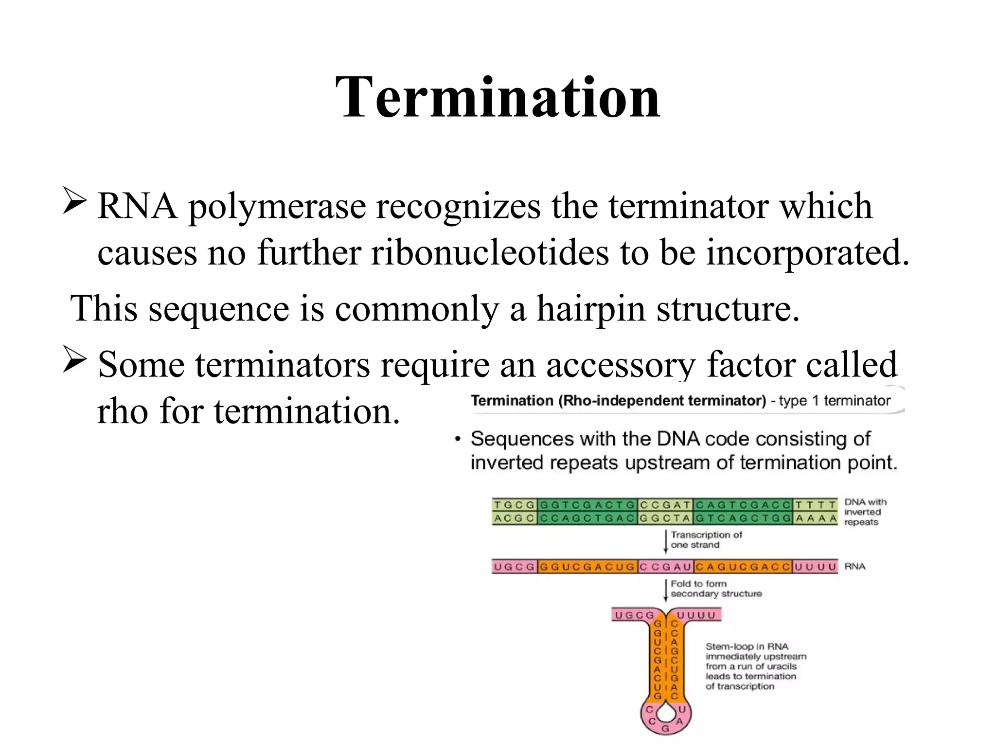 Basic principle of transcription | PPT