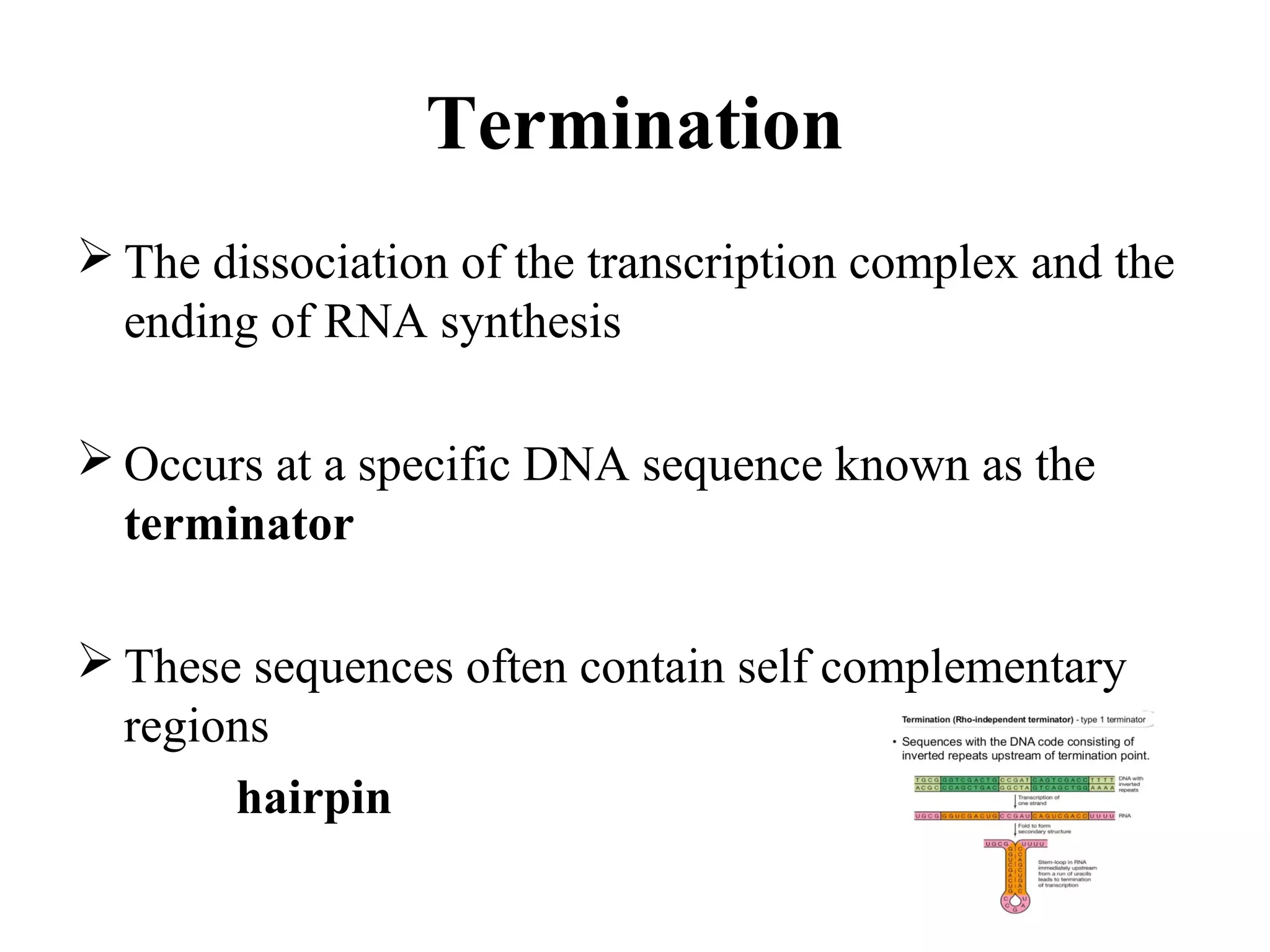 Basic principle of transcription | PPT