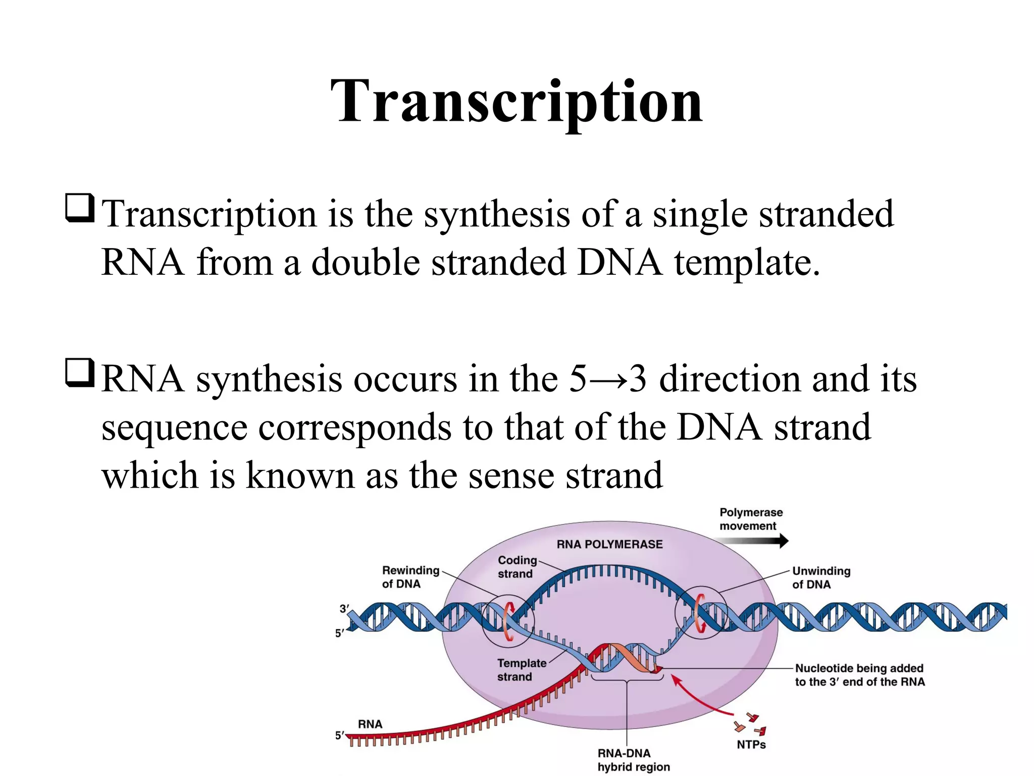 Basic principle of transcription | PPT
