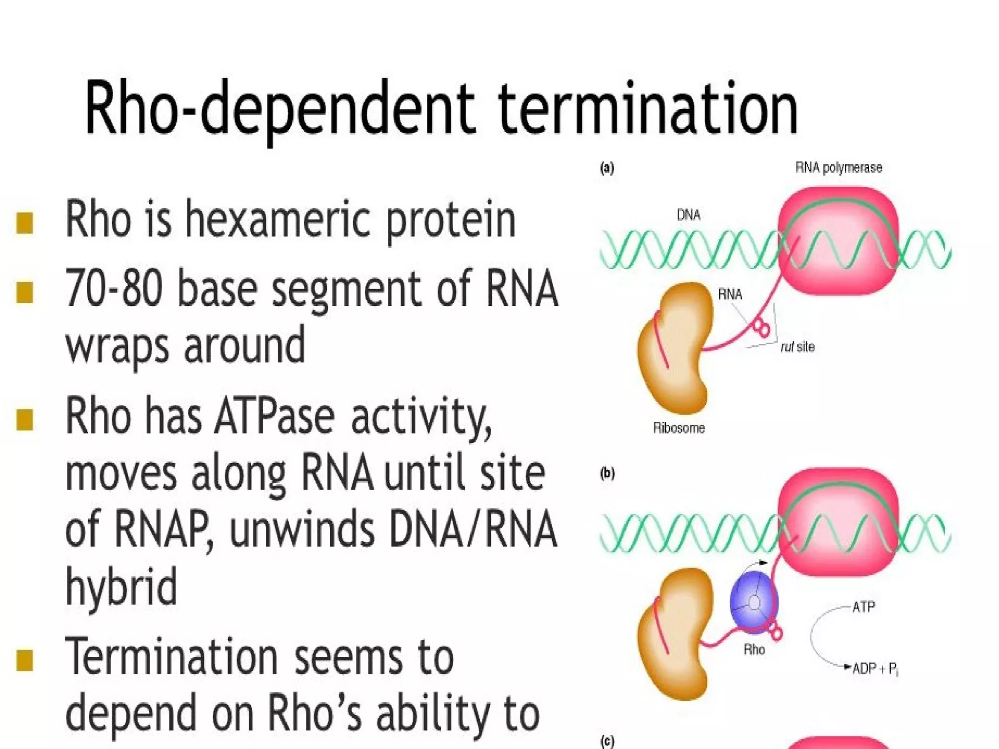 Basic principle of transcription | PPT
