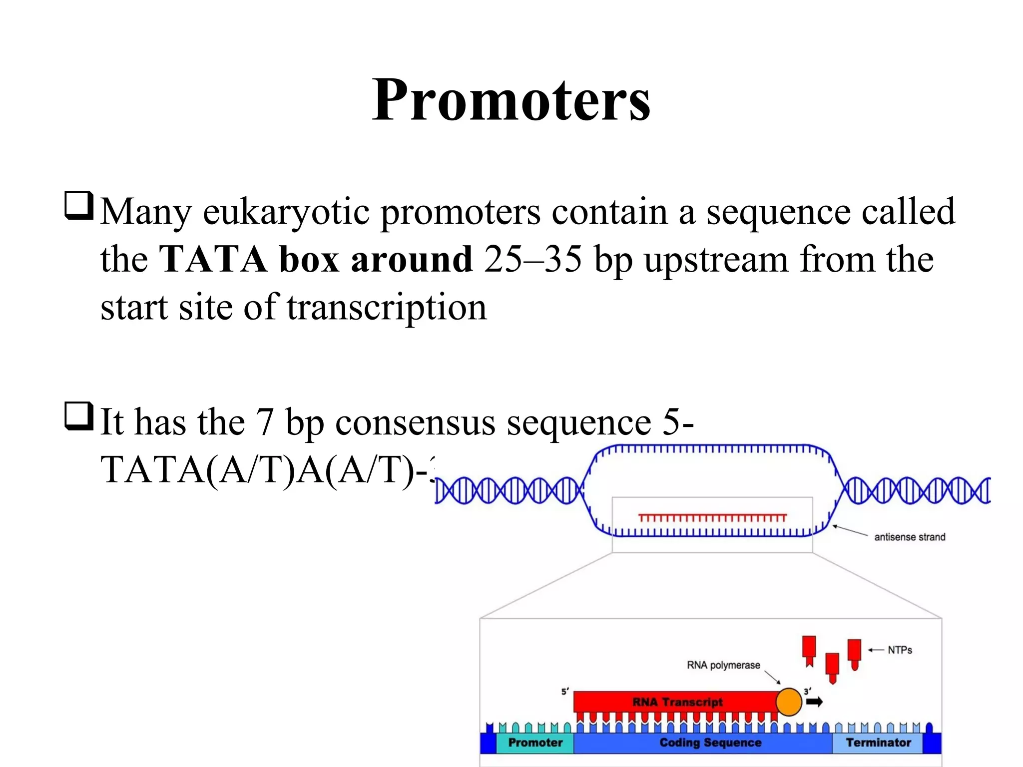 Basic principle of transcription | PPT