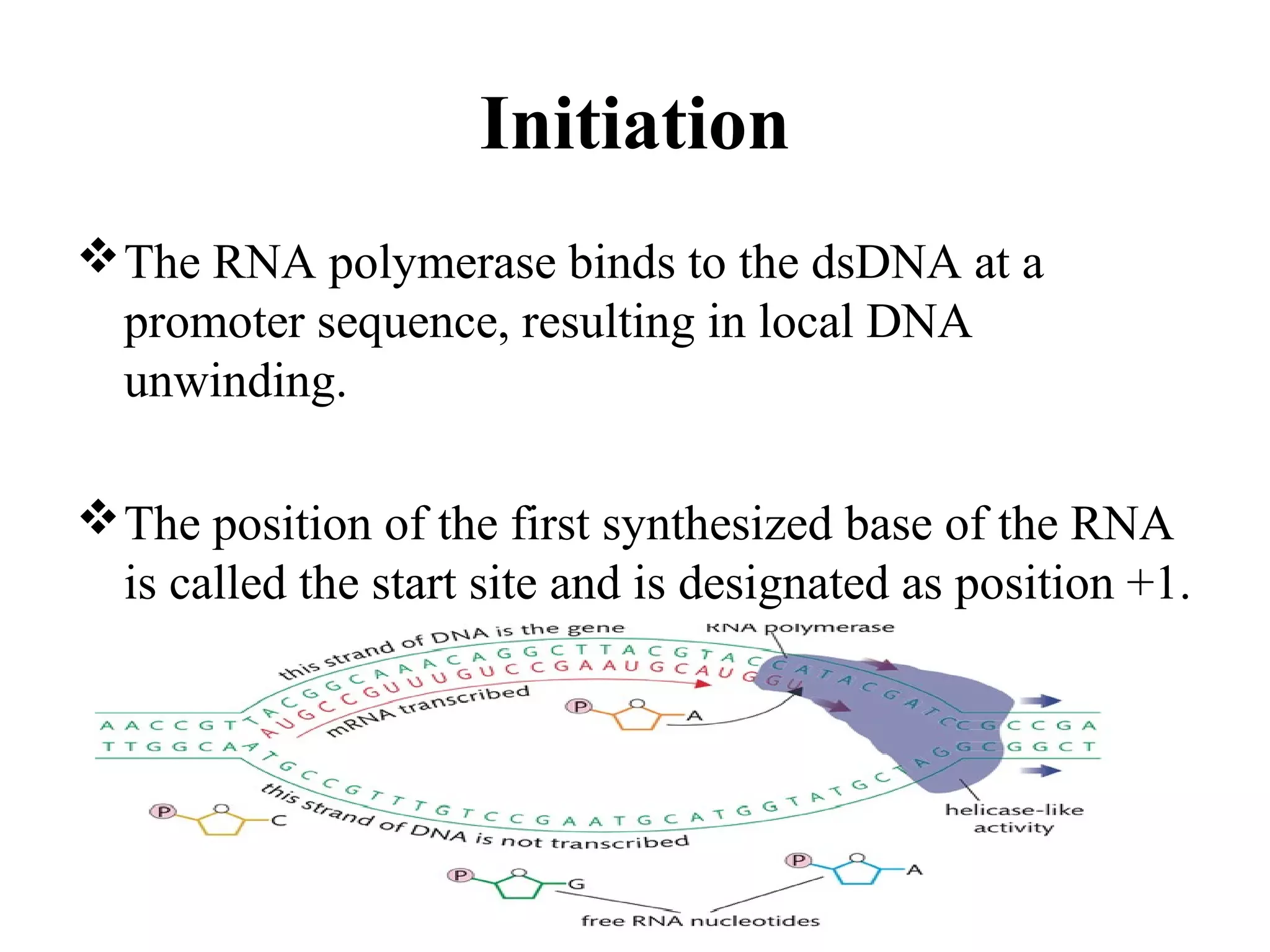 Basic principle of transcription | PPT