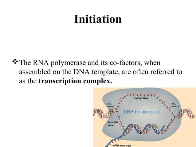 Basic principle of transcription | PPT