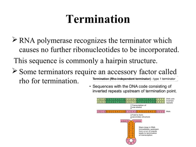 Basic principle of transcription | PPT