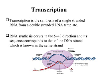 Basic principle of transcription | PPT