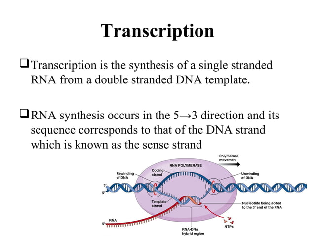Basic principle of transcription | PPT