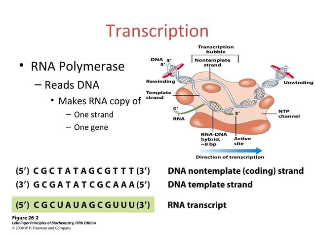Basic principle of transcription | PPT