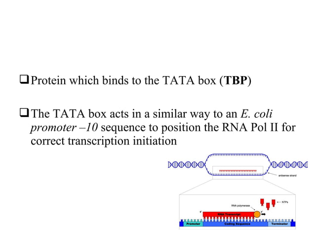 Basic principle of transcription | PPT