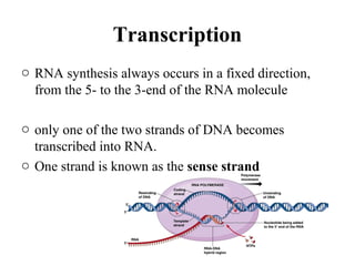 Basic principle of transcription | PPT