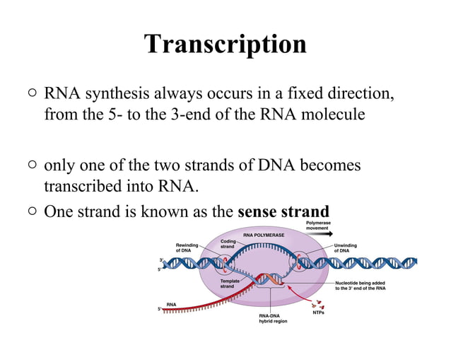 Basic principle of transcription | PPT