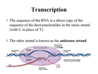Basic principle of transcription | PPT