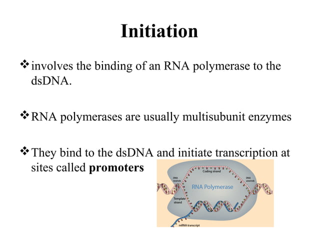 Basic principle of transcription | PPT