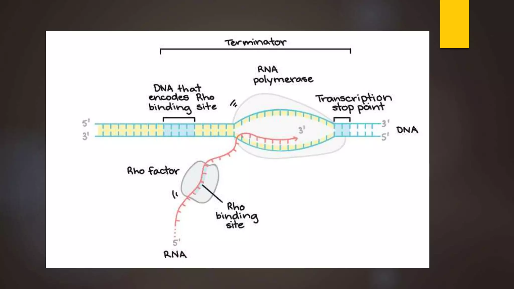 Basic principle of transcription, organization of transcriptional units ...