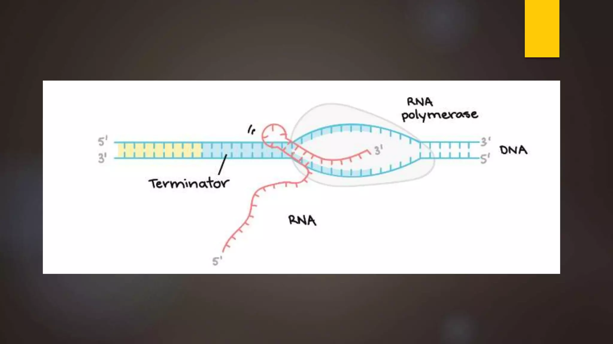 Basic principle of transcription, organization of transcriptional units ...
