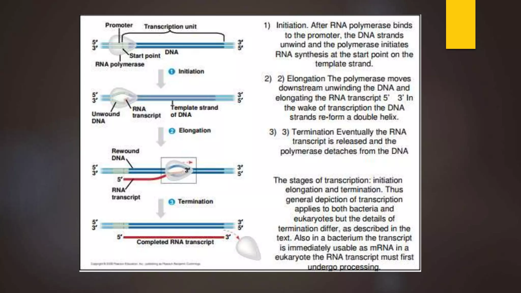 Basic principle of transcription, organization of transcriptional units ...