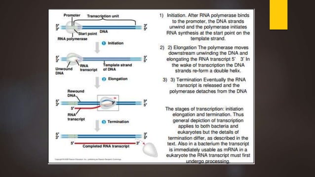 Basic principle of transcription, organization of transcriptional units ...