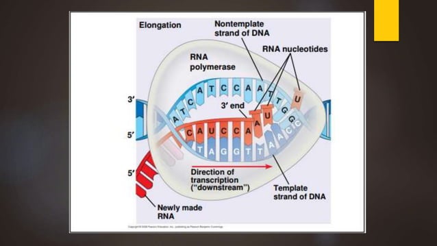 Basic principle of transcription, organization of transcriptional units ...